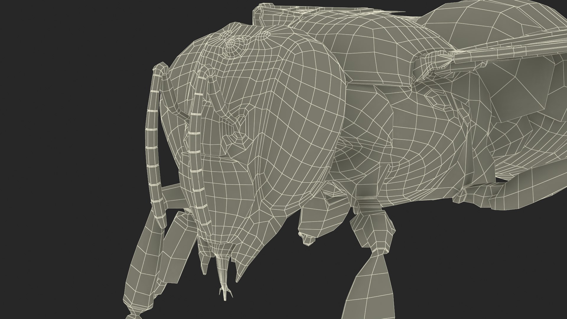 3D Model Honey Bee Insect - TurboSquid 2385512