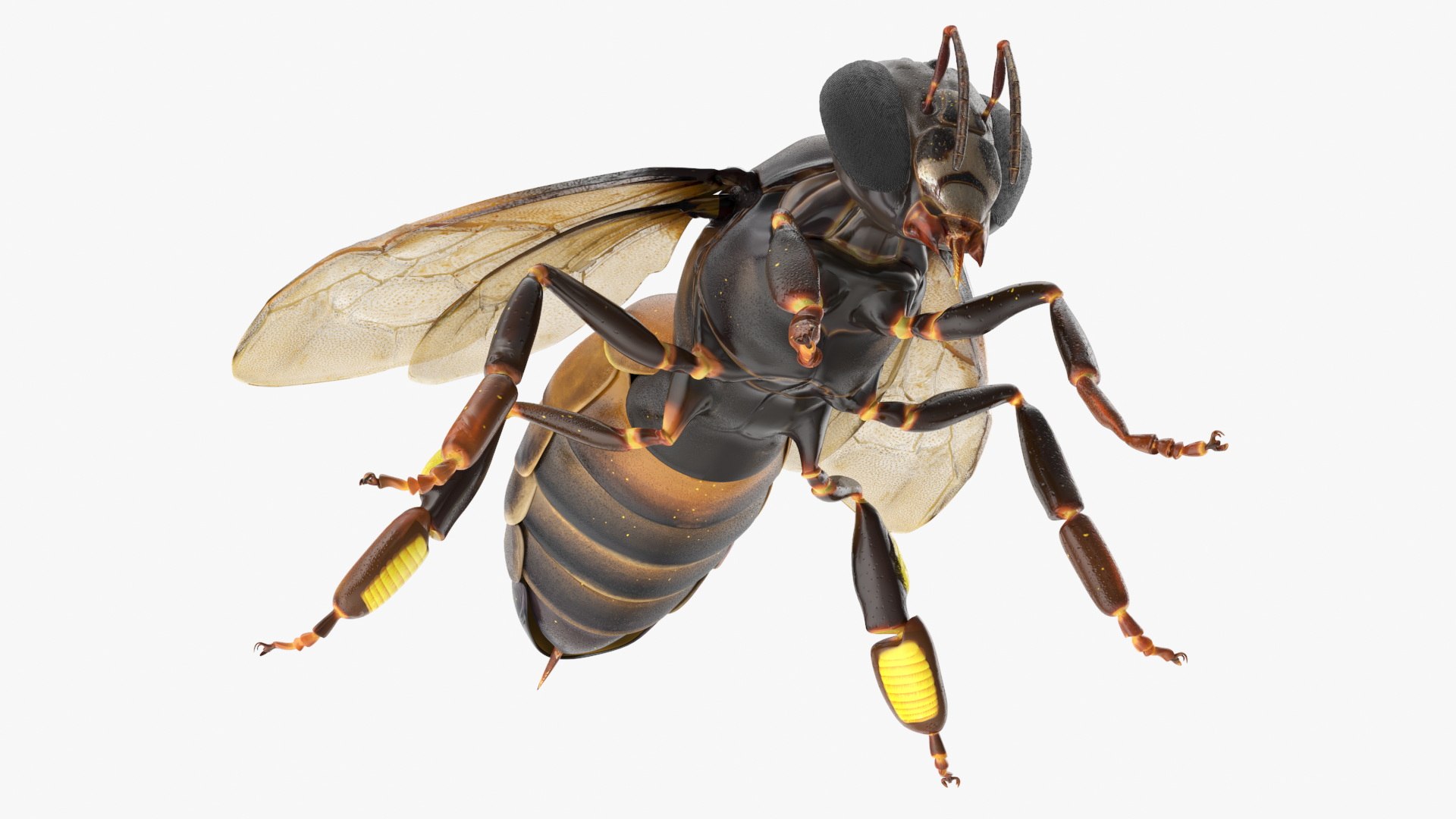 3D Model Honey Bee Insect - TurboSquid 2385512