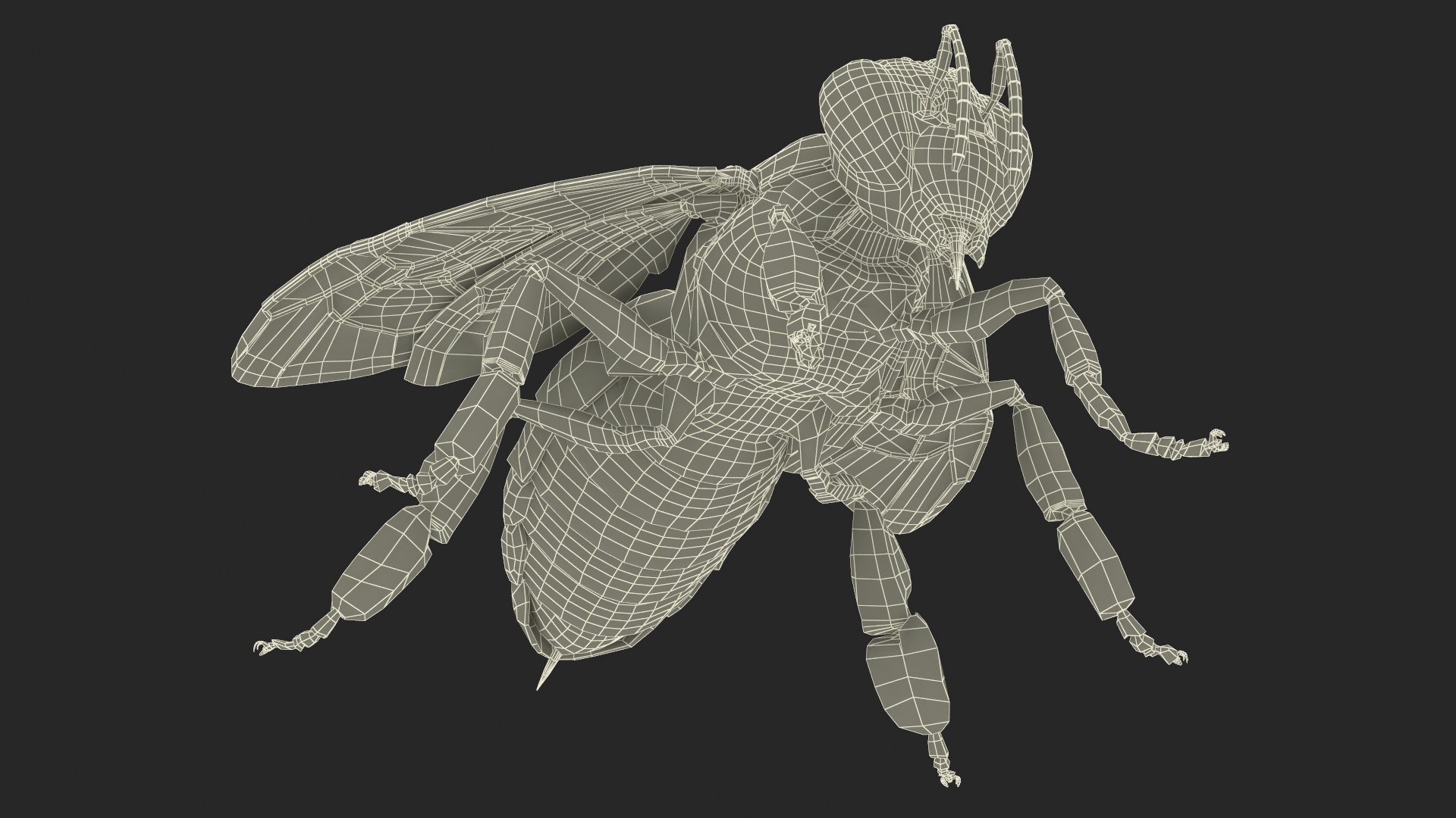 3D Model Honey Bee Insect - TurboSquid 2385512