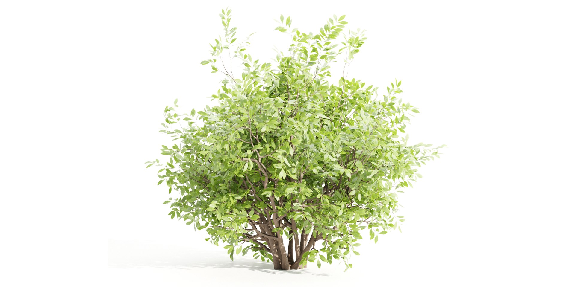 3D model Bushes collection vol 154-BlenderCycles - TurboSquid 2152408