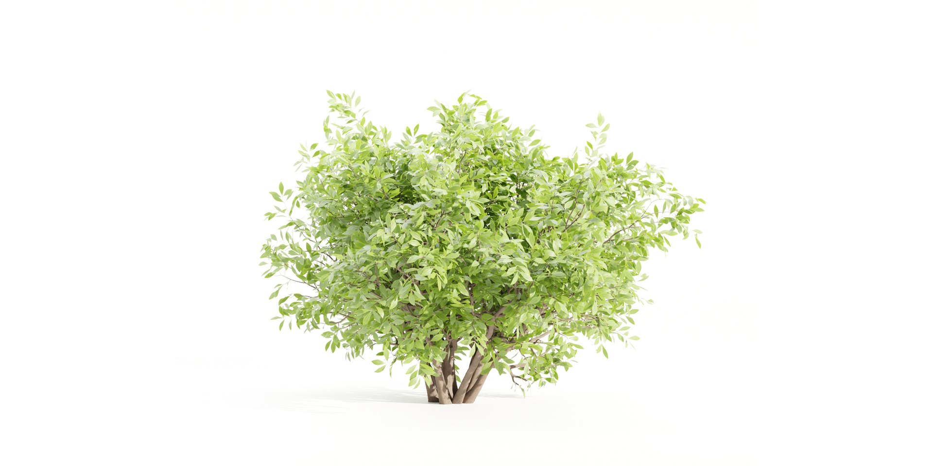 3D model Bushes collection vol 154-BlenderCycles - TurboSquid 2152408