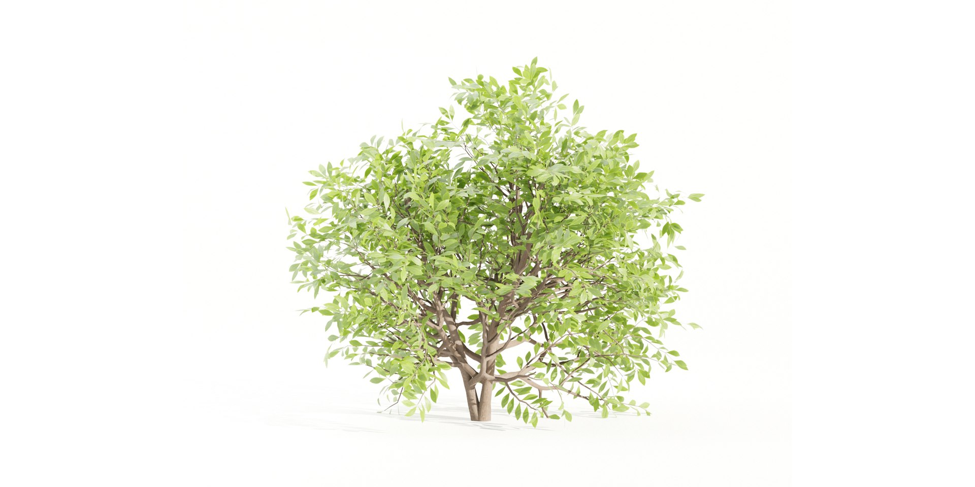 3D model Bushes collection vol 154-BlenderCycles - TurboSquid 2152408