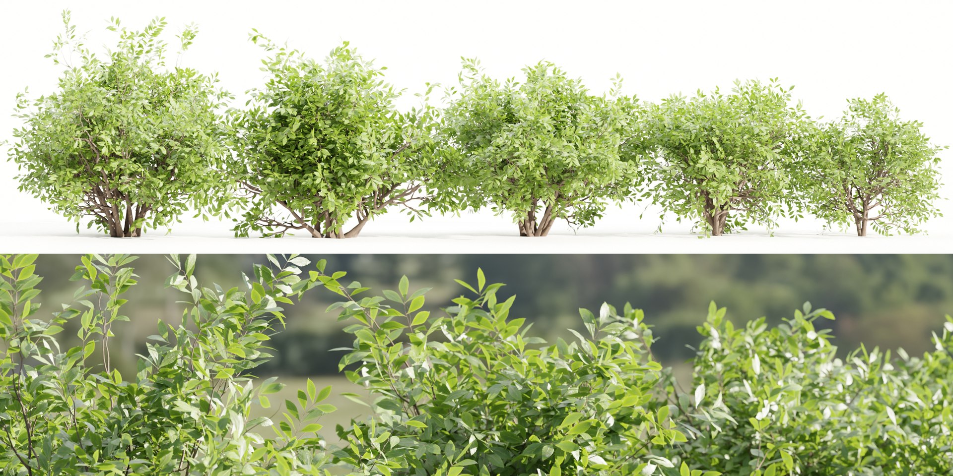 3D model Bushes collection vol 154-BlenderCycles - TurboSquid 2152408