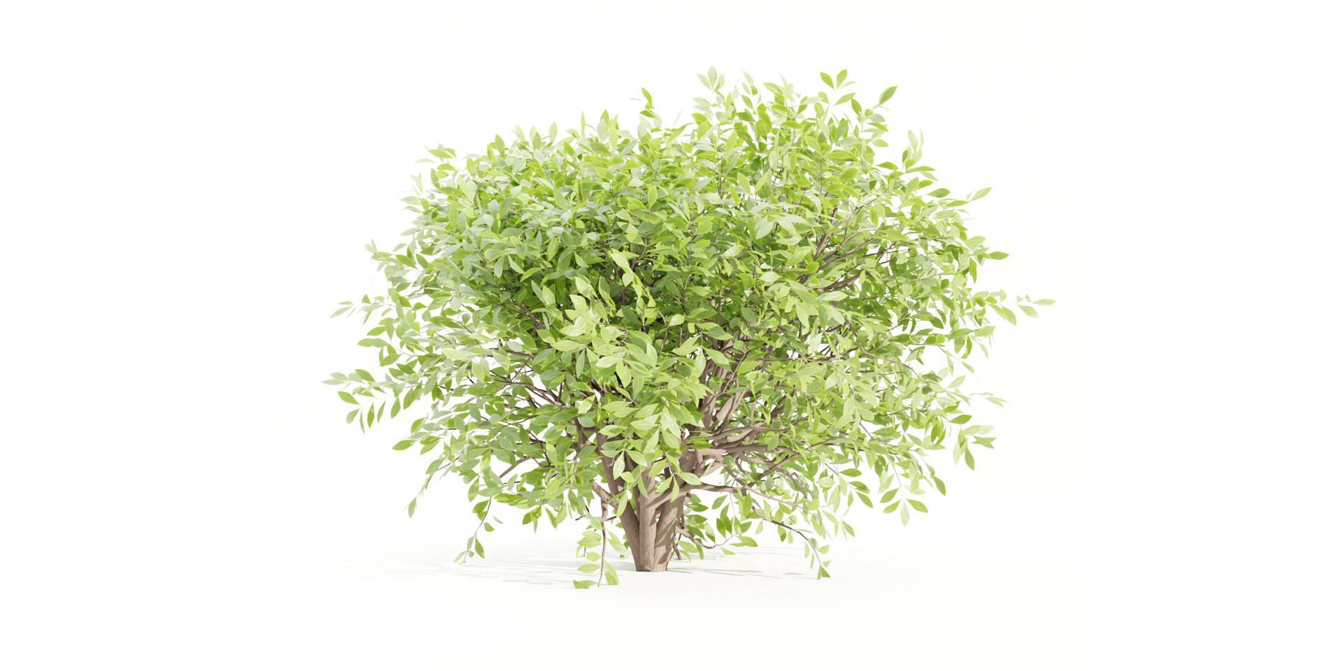 3D model Bushes collection vol 154-BlenderCycles - TurboSquid 2152408