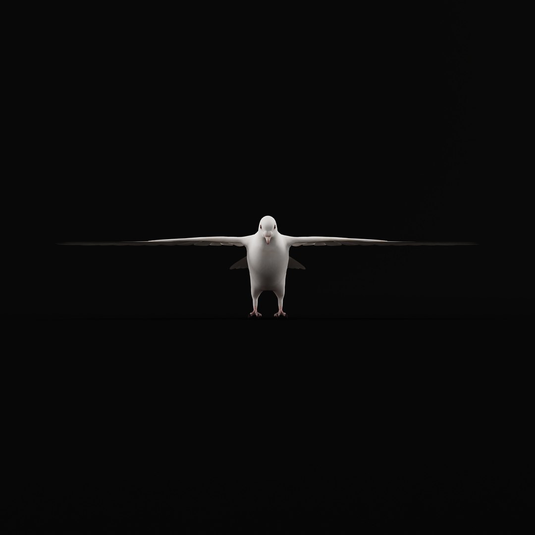 3D Dove Bird Model - TurboSquid 2384334