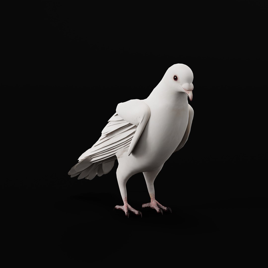 3D Dove Bird Model - TurboSquid 2384334