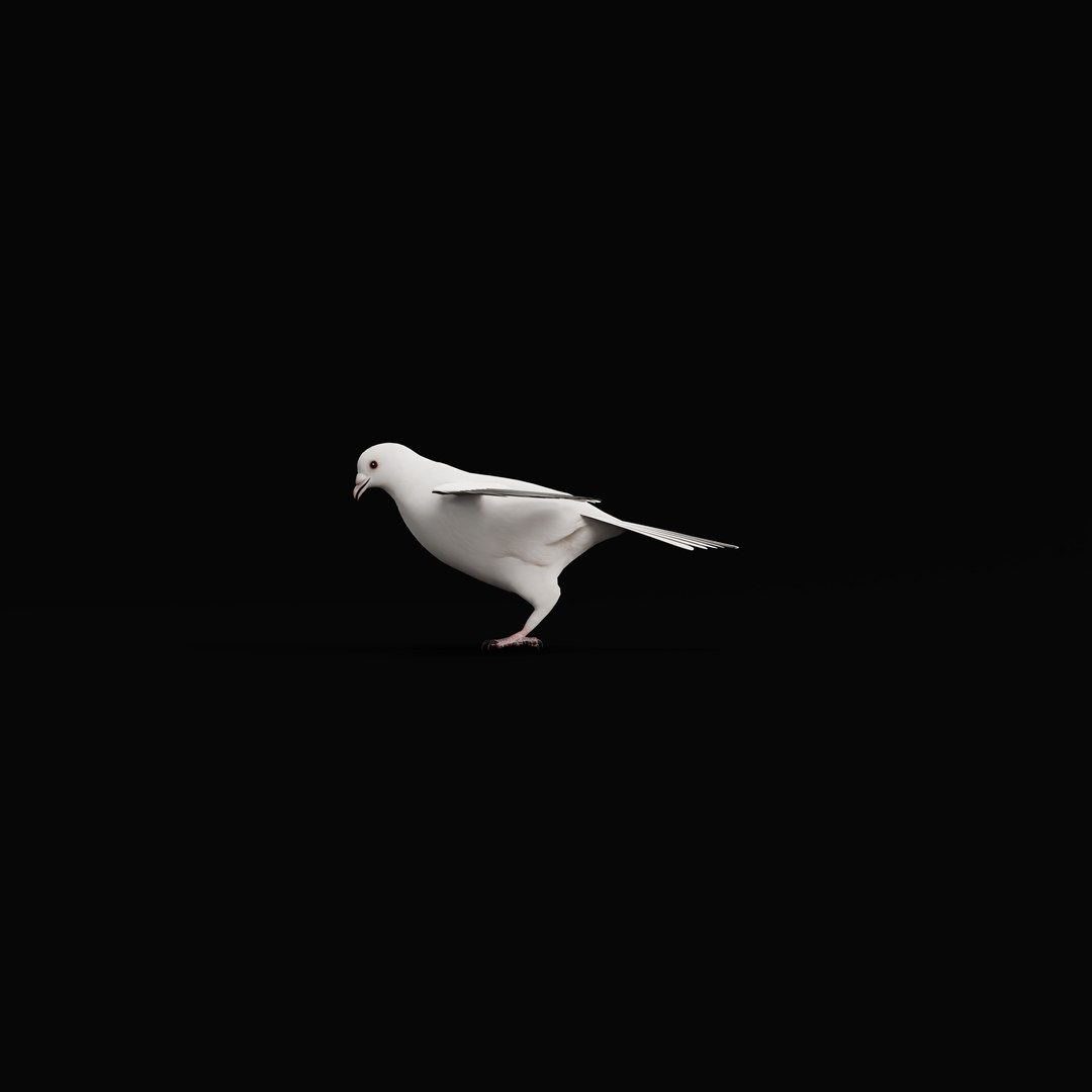 3D Dove Bird Model - TurboSquid 2384334