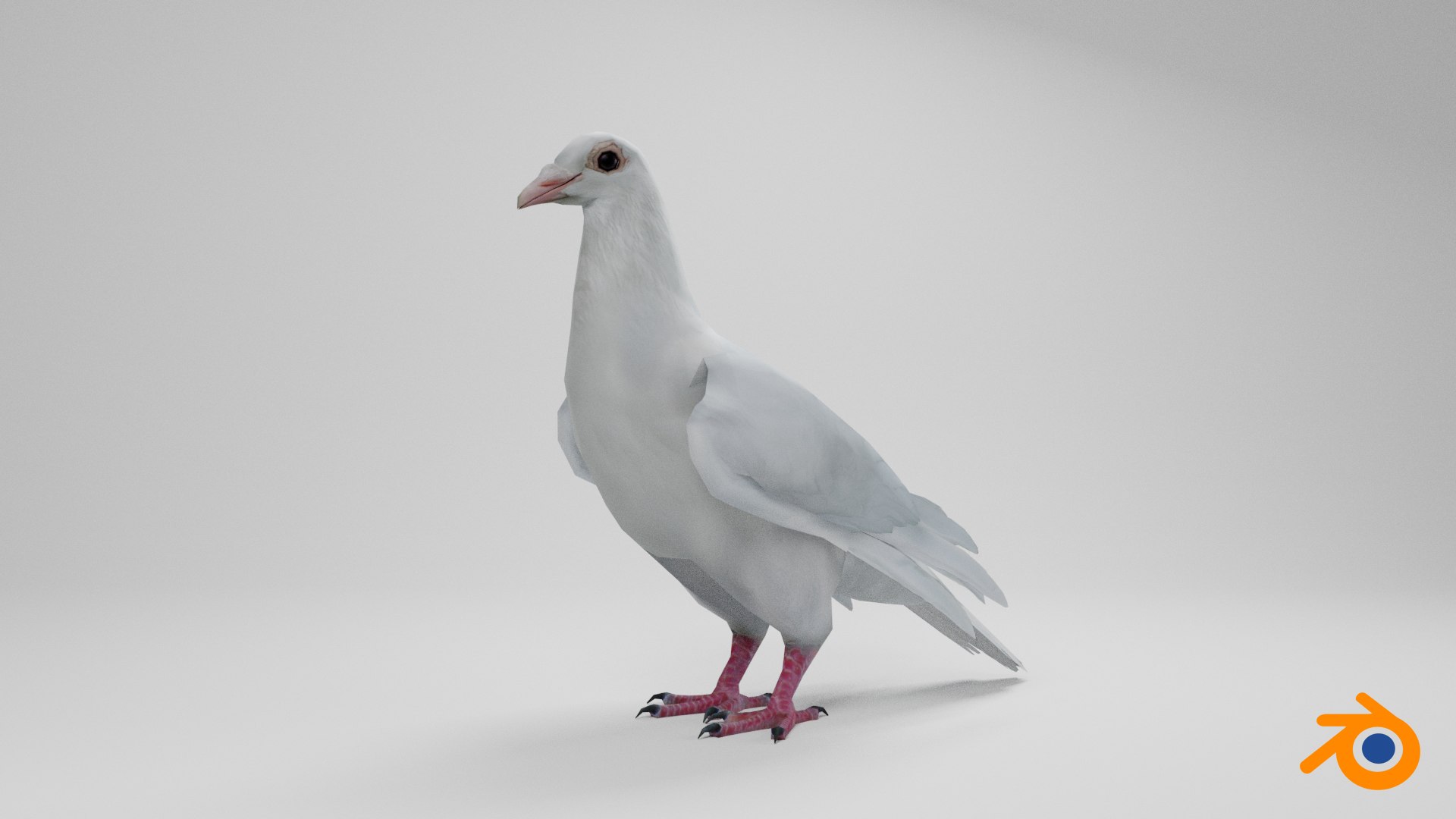 Dove 3D model - TurboSquid 1816181