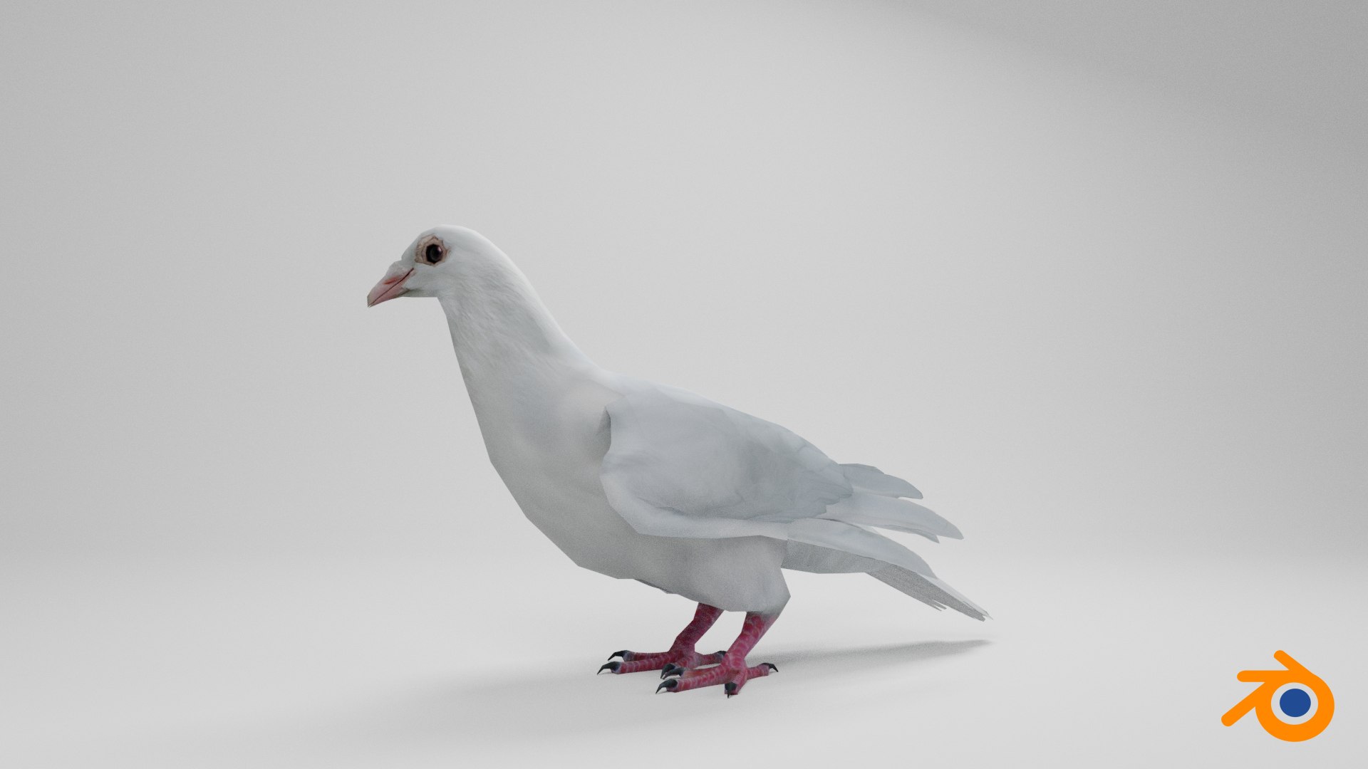 Dove 3D model - TurboSquid 1816181