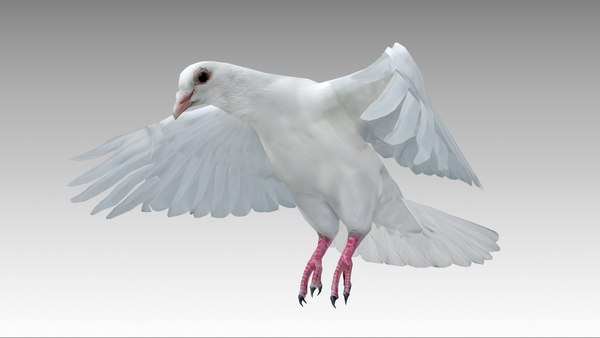 Dove 3D model - TurboSquid 1816181