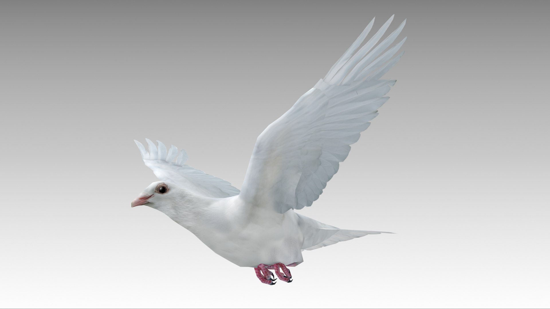 Dove 3D model - TurboSquid 1816181