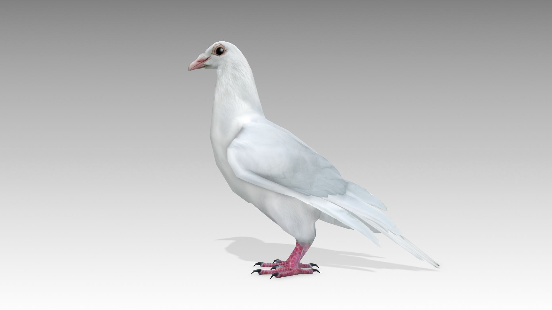 Dove 3D model - TurboSquid 1816181