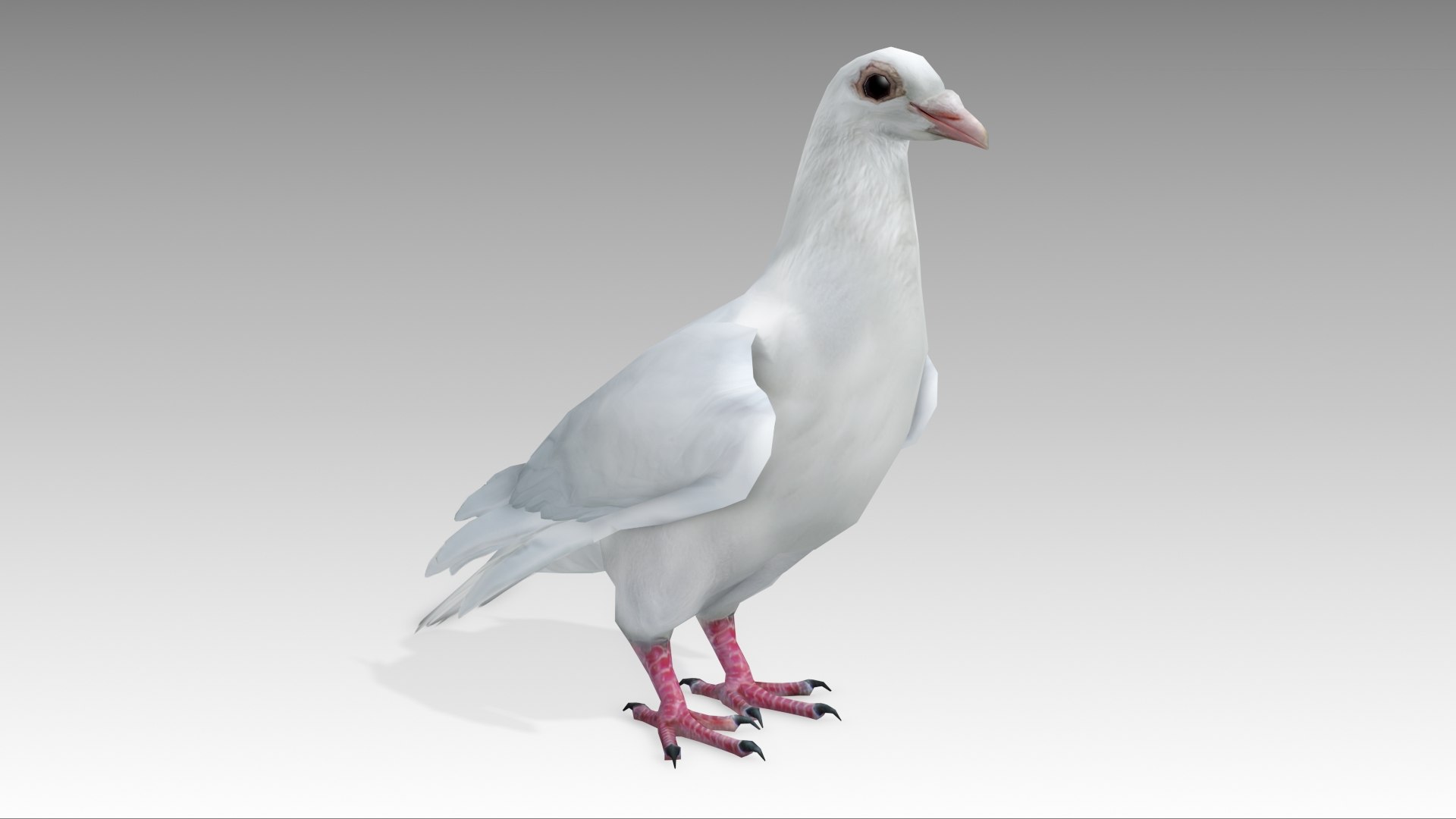 Dove 3D model - TurboSquid 1816181