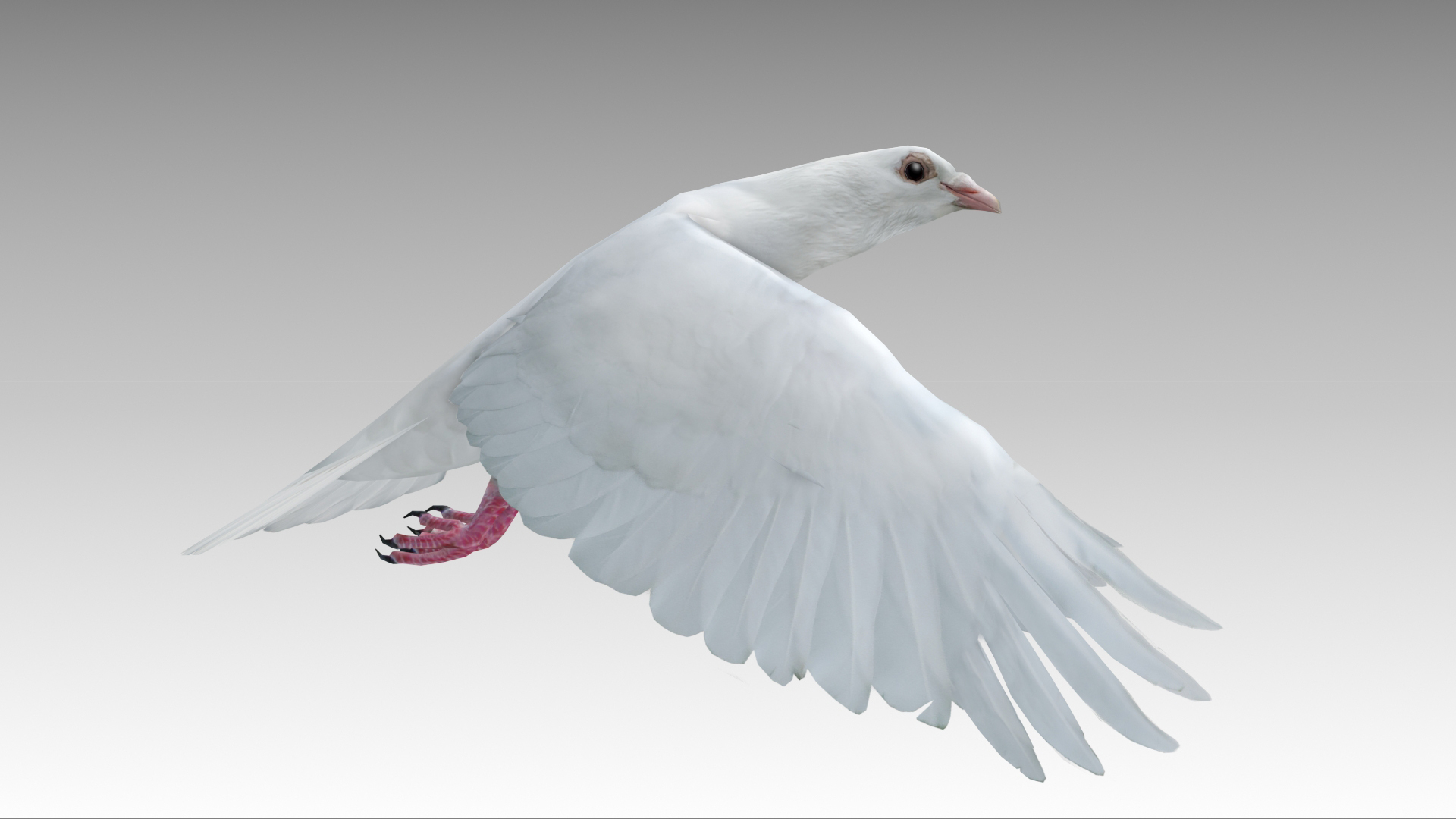 Dove 3D model - TurboSquid 1816181