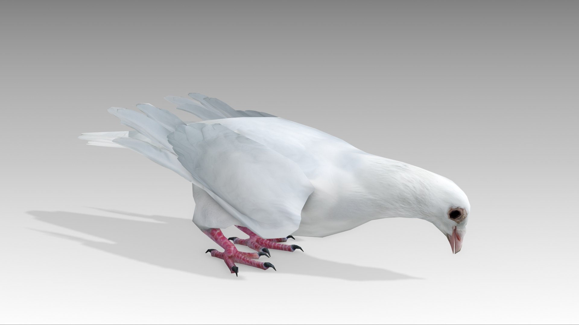 Dove 3D model - TurboSquid 1816181