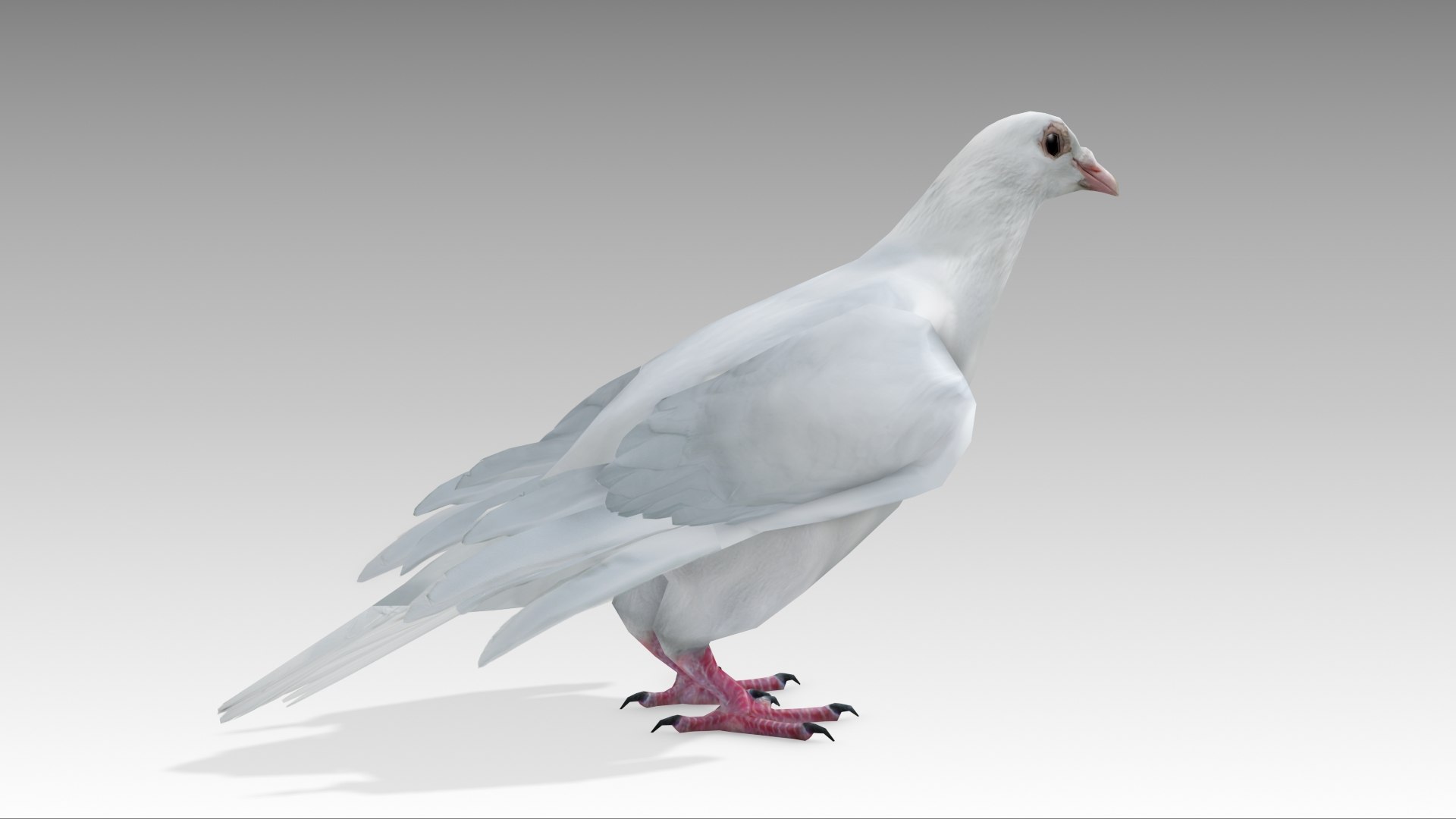Dove 3D model - TurboSquid 1816181