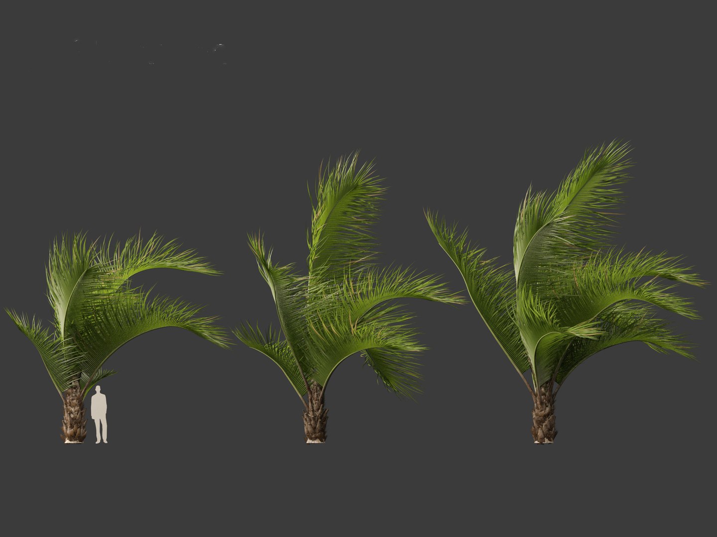Beccariophoenix Alfredii - High Plateau Coconut Palm 02 3D Model ...