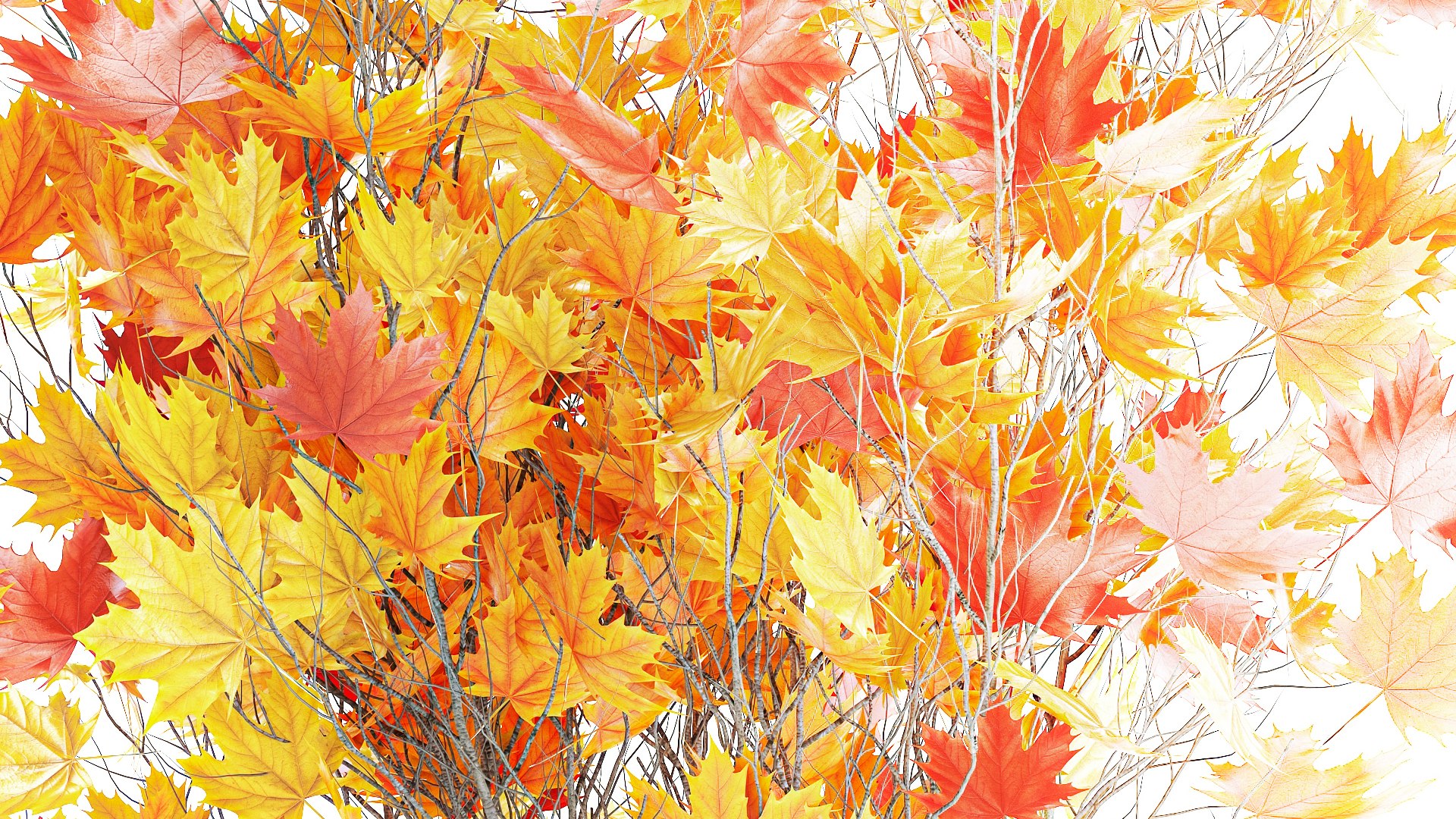 Trees Autumn Leaves White Flowerpot Maple Sycamore Vase Decor Model ...