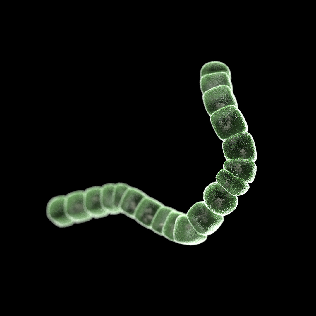 75 microbes micro bacteria cells model - TurboSquid 1626064