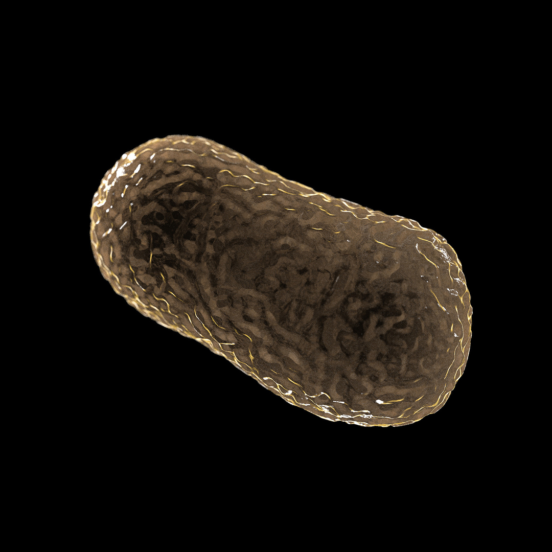 75 microbes micro bacteria cells model - TurboSquid 1626064