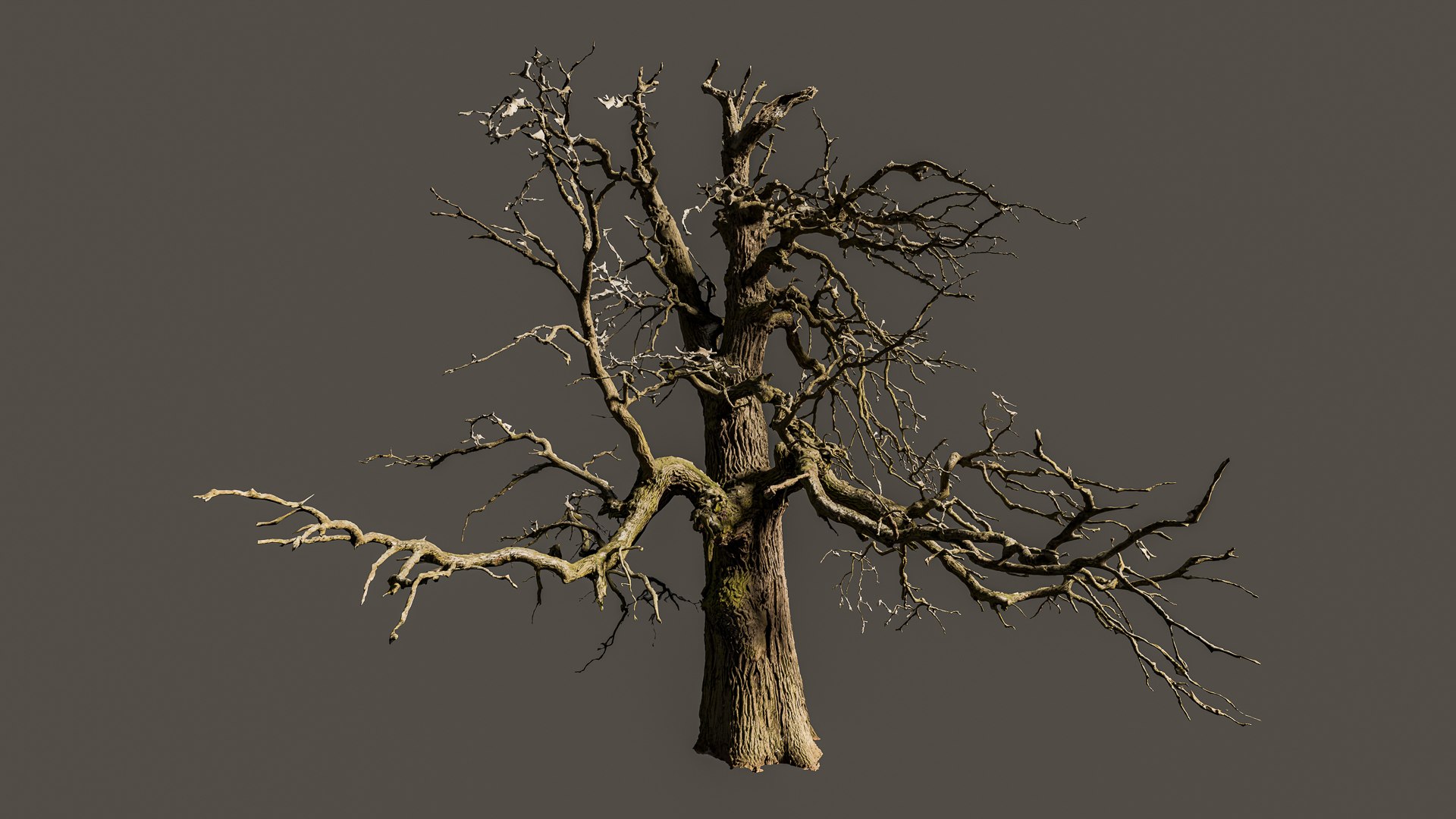 3D 600-year-old Dead Oak - ENT 08 - TurboSquid 2338743