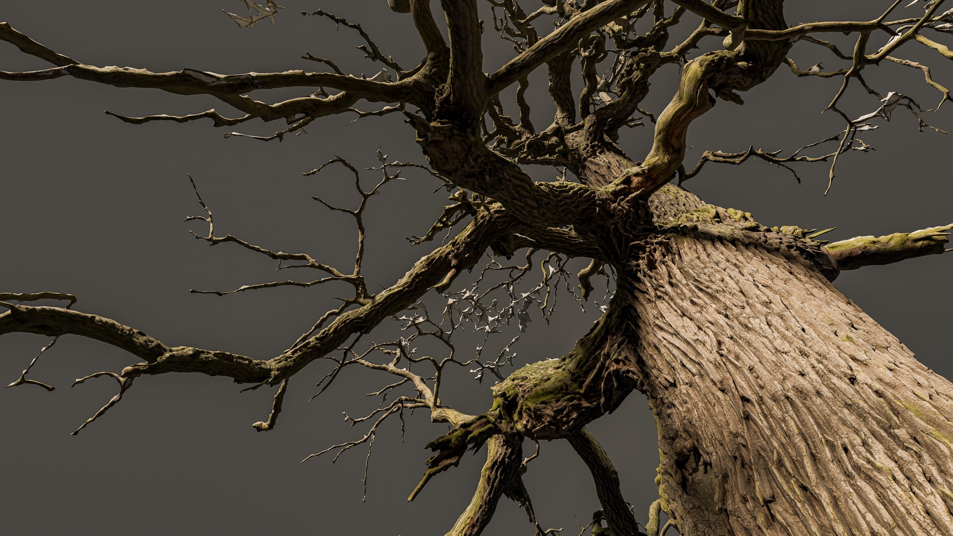 3D 600-year-old Dead Oak - ENT 08 - TurboSquid 2338743