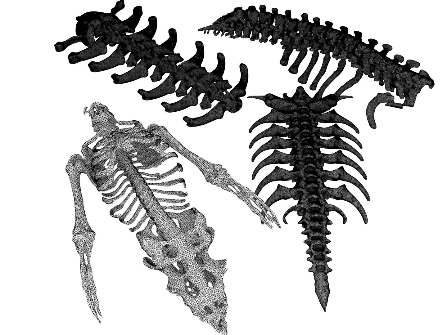 Prehistoric Bones 3D Model - TurboSquid 2298320
