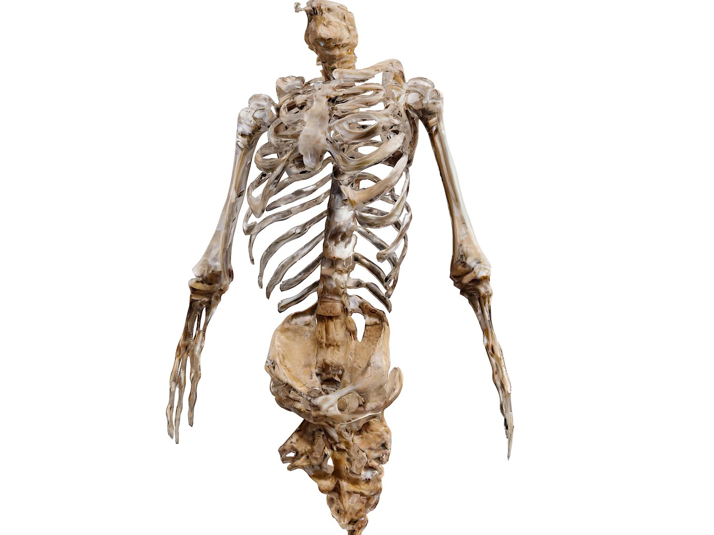 Prehistoric Bones 3D Model - TurboSquid 2298320