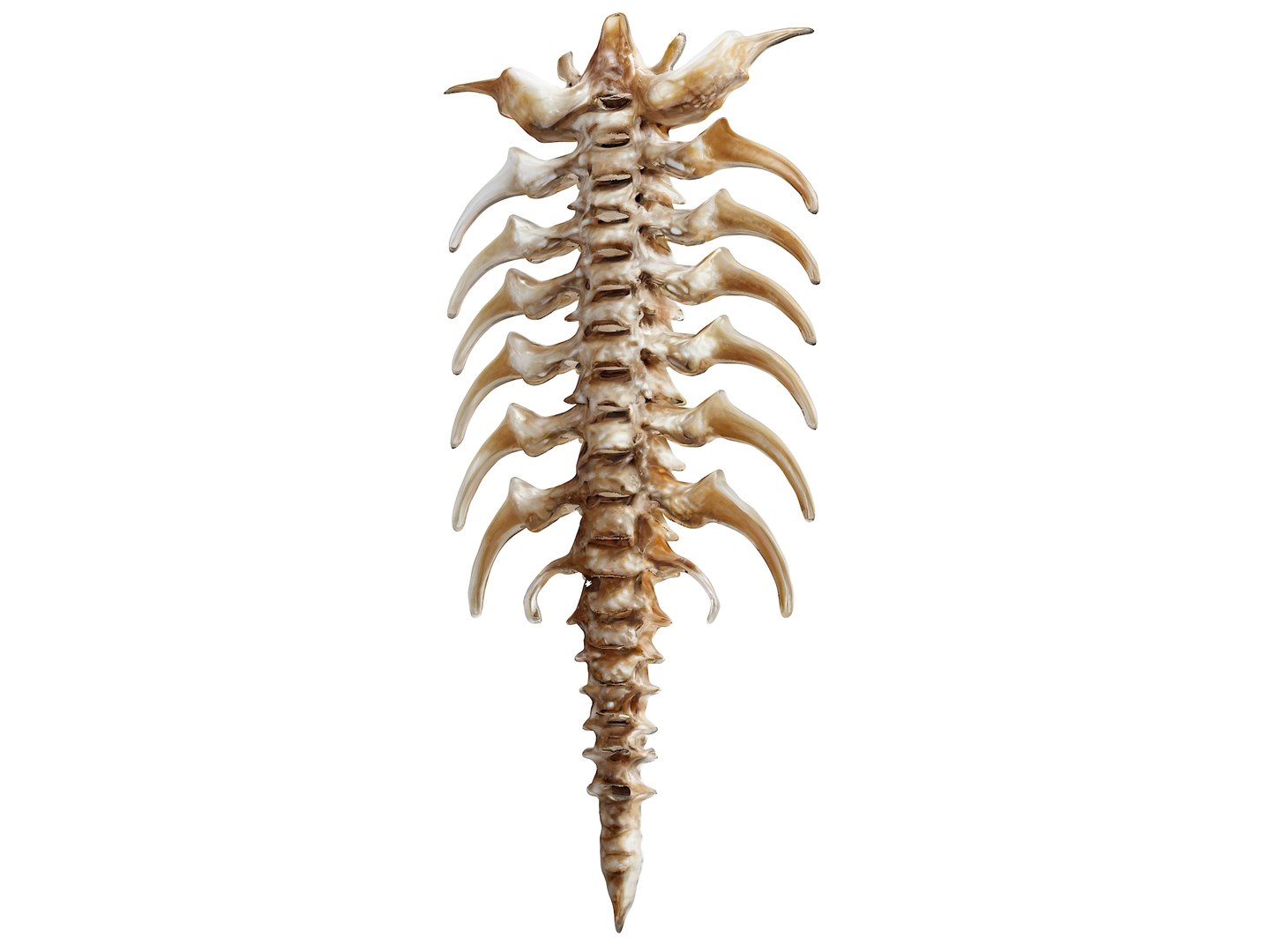 Prehistoric Bones 3D Model - TurboSquid 2298320