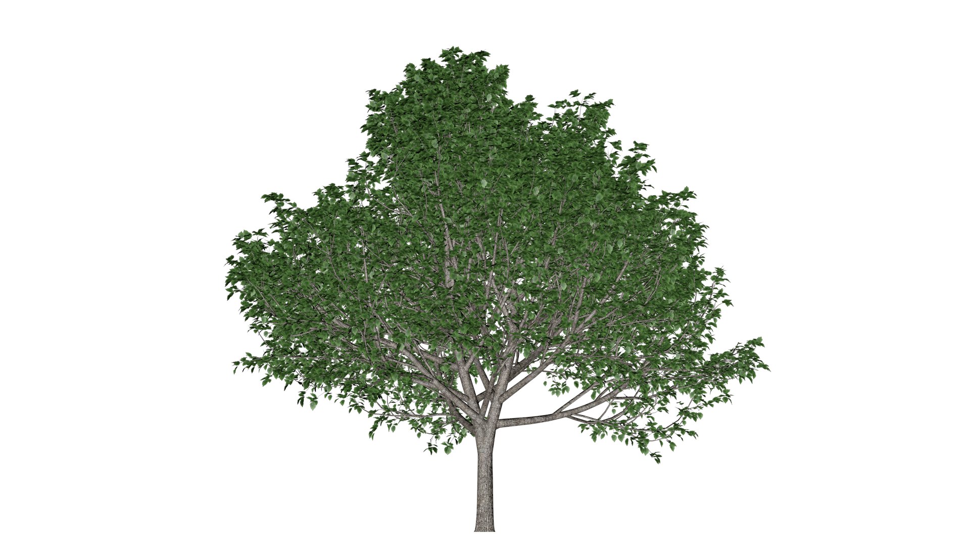 3D Bradford Callery Pear Tree - 02 - - TurboSquid 2374697
