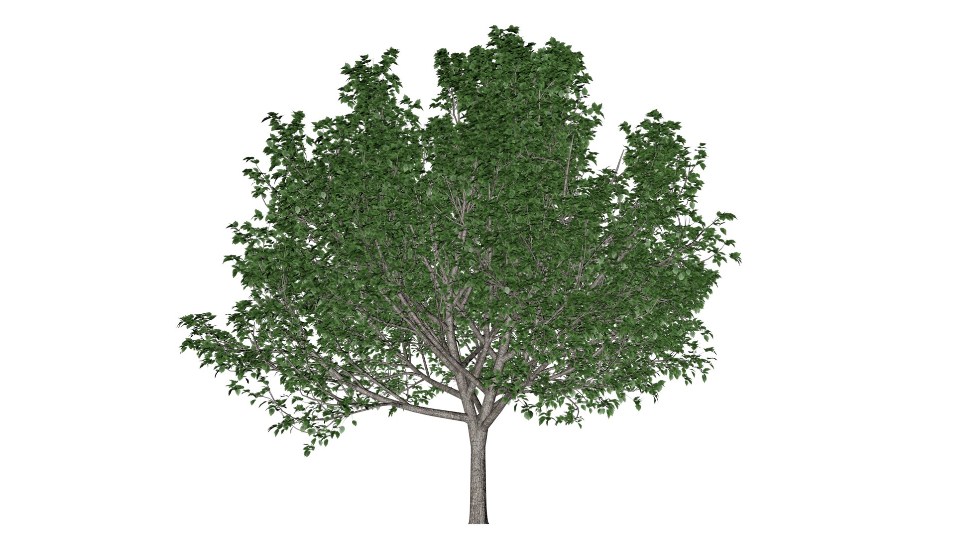 3D Bradford Callery Pear Tree - 02 - - TurboSquid 2374697