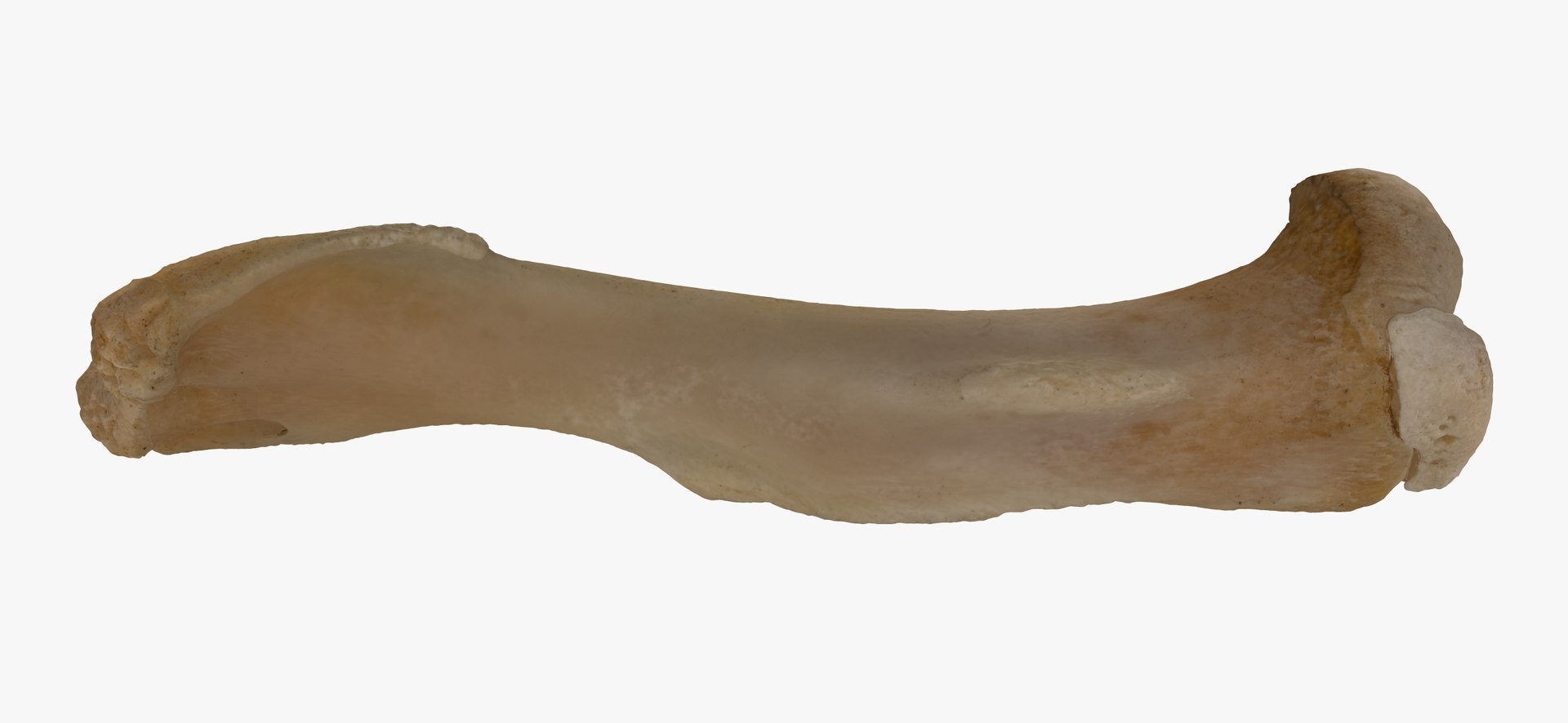 Kangaroo Red necked Wallaby (Macropus rufogriseus) Humerus 01 RAW Scan ...