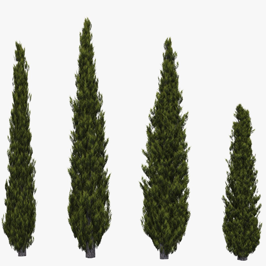 3d Model Of Italian Cypress Trees
