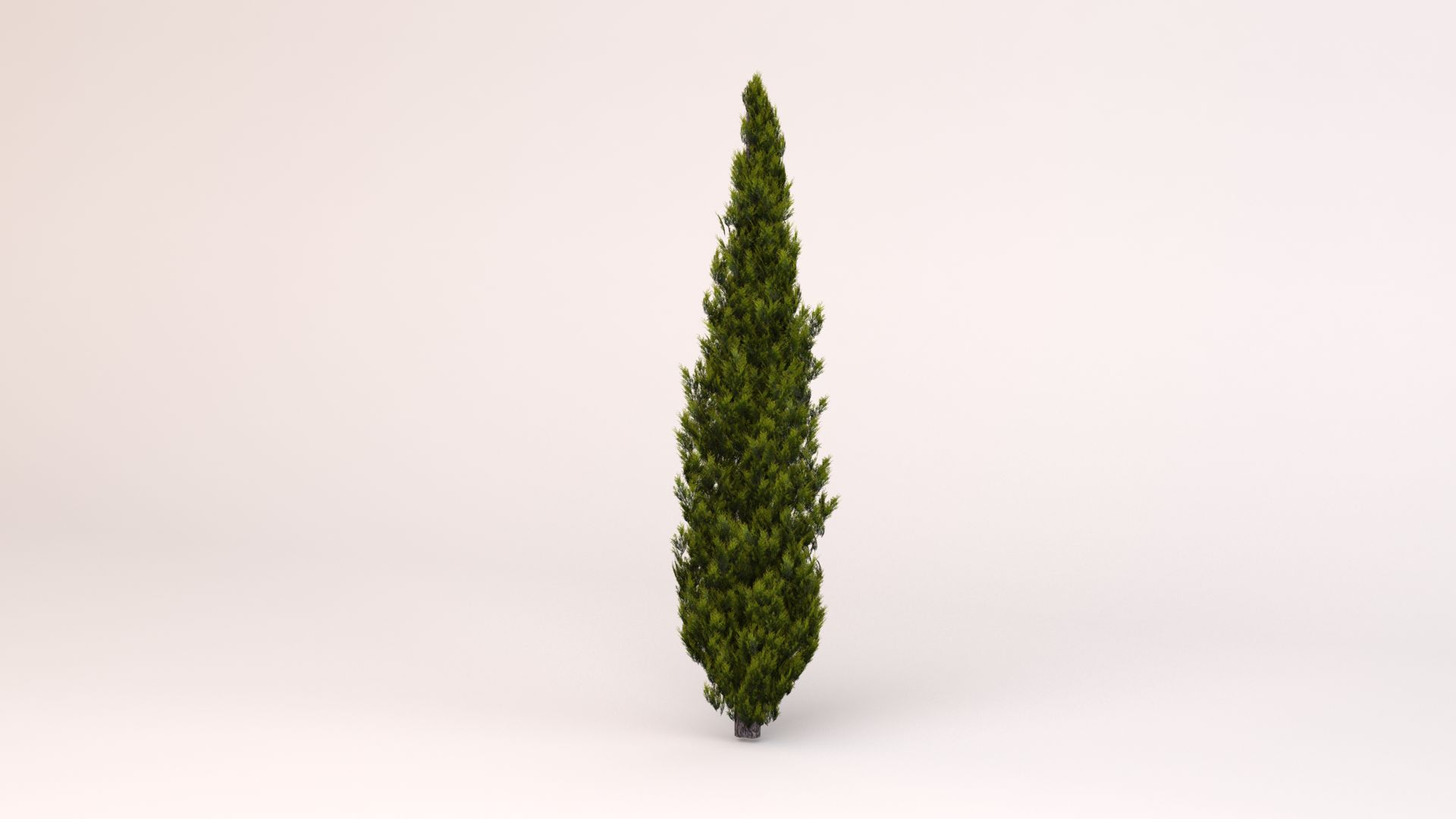 3d Model Of Italian Cypress Trees
