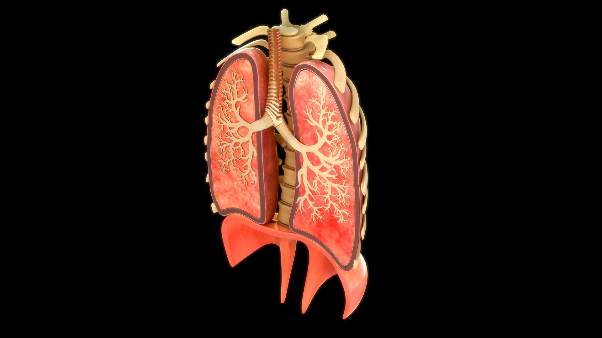 3D Lung Cross Section - TurboSquid 2189317