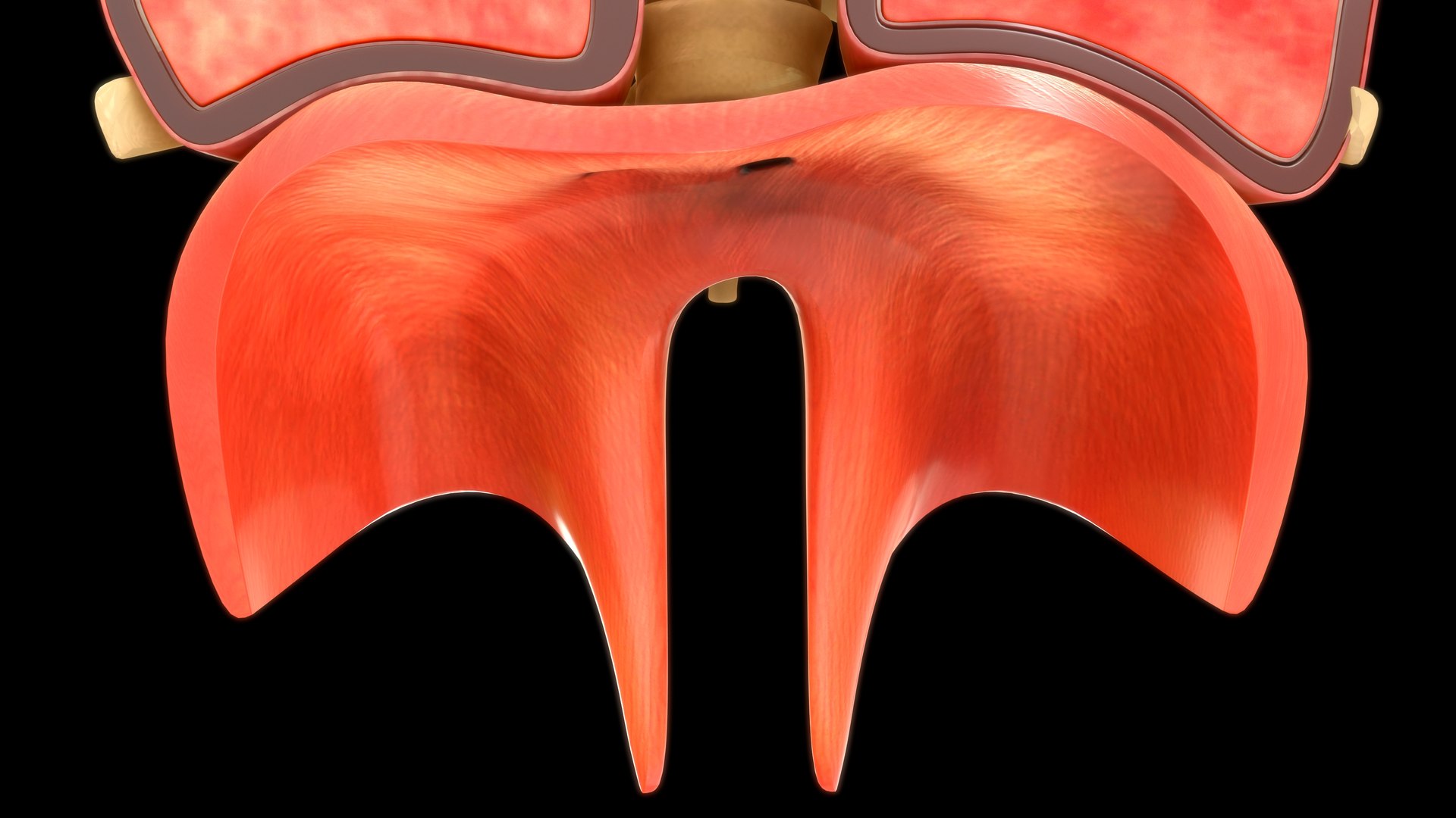 3D Lung Cross Section - TurboSquid 2189317