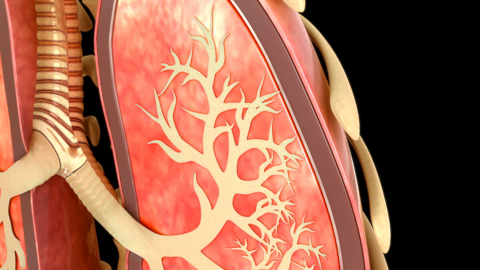 3D Lung Cross Section - TurboSquid 2189317