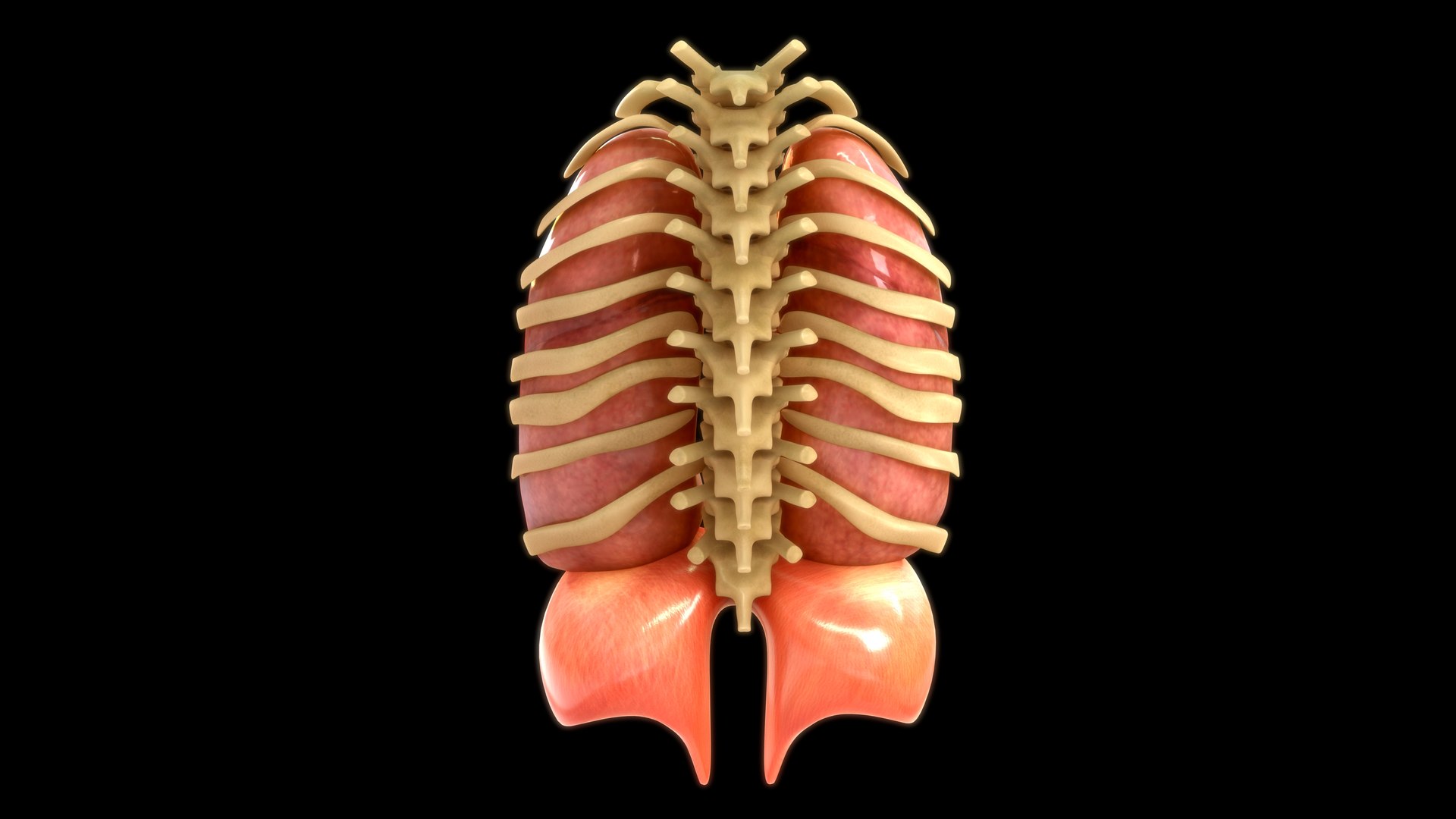 3D Lung Cross Section - TurboSquid 2189317