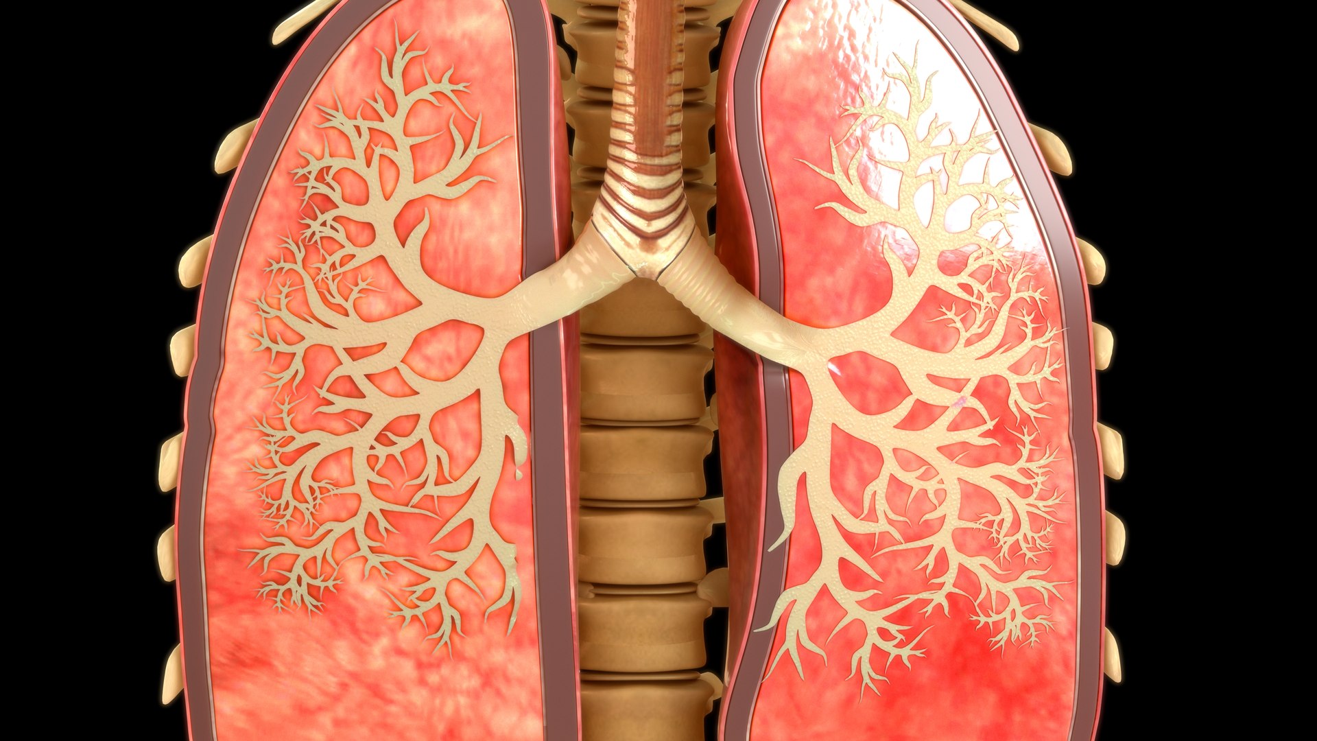 3D Lung Cross Section - TurboSquid 2189317