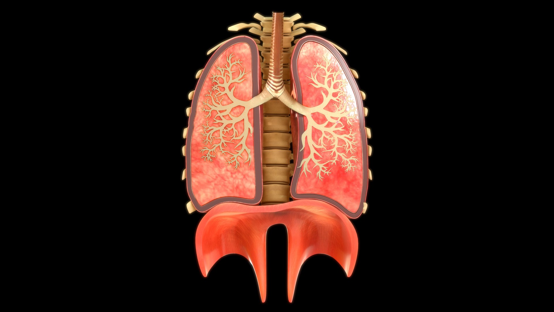 3D Lung Cross Section - TurboSquid 2189317
