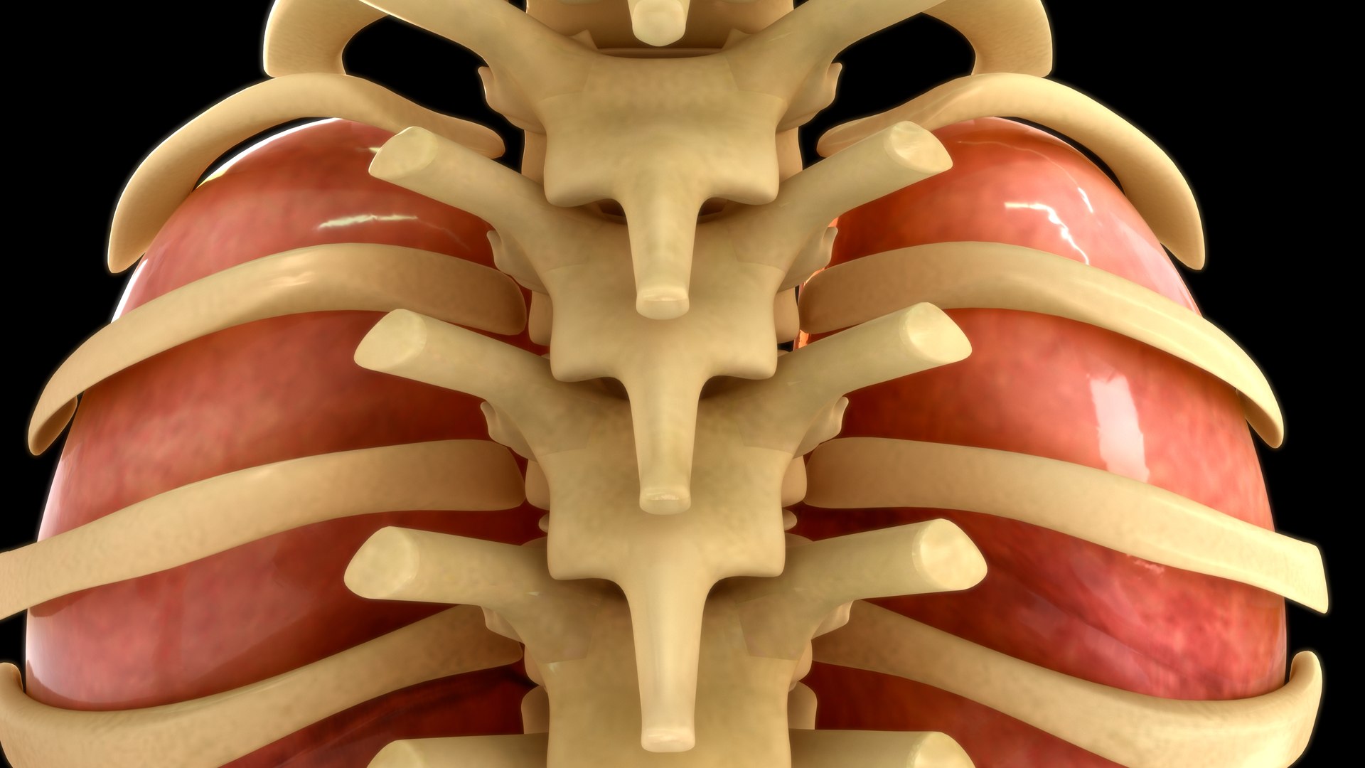 3D Lung Cross Section - TurboSquid 2189317