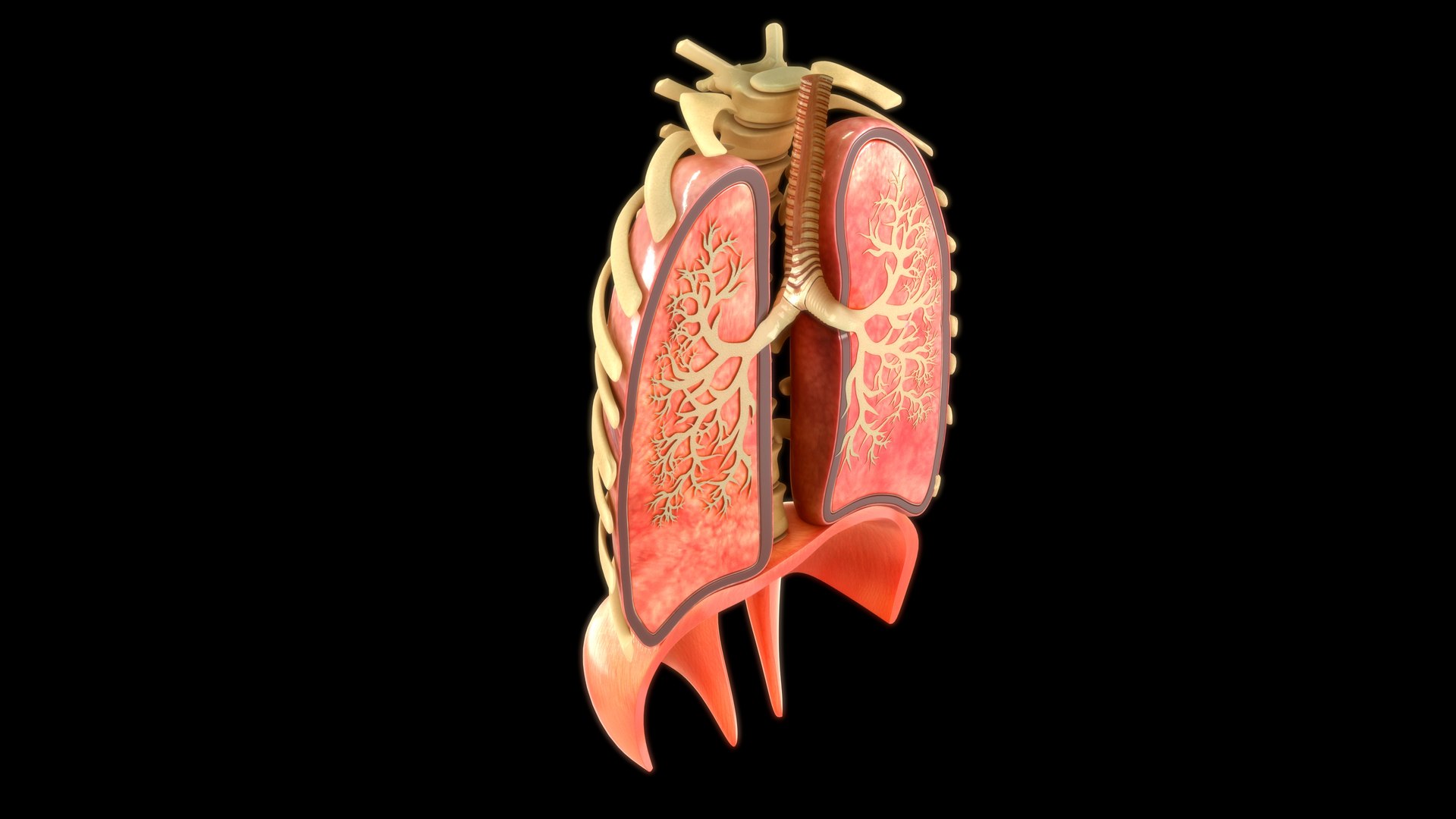 3D Lung Cross Section - TurboSquid 2189317