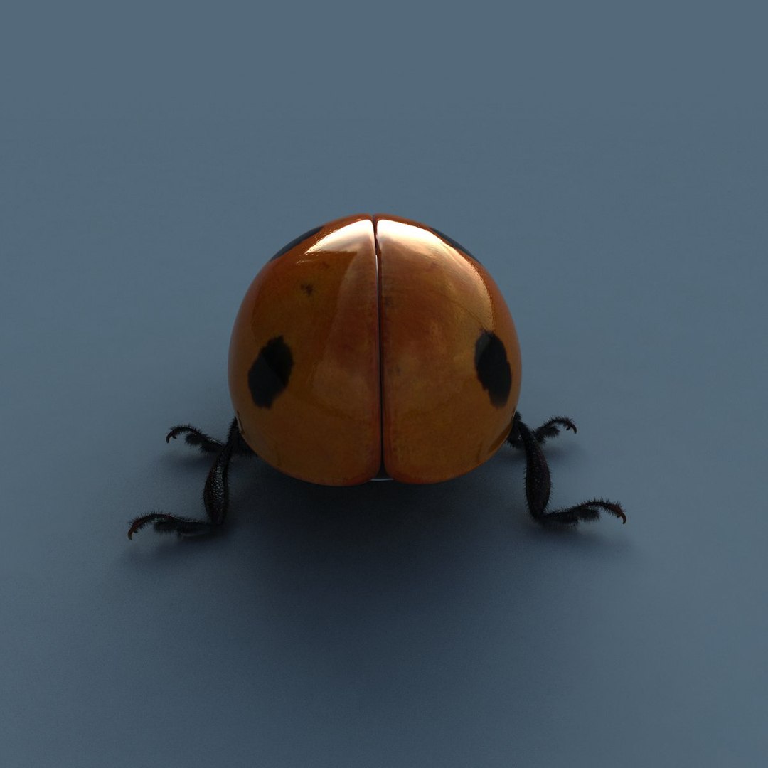ladybird rig