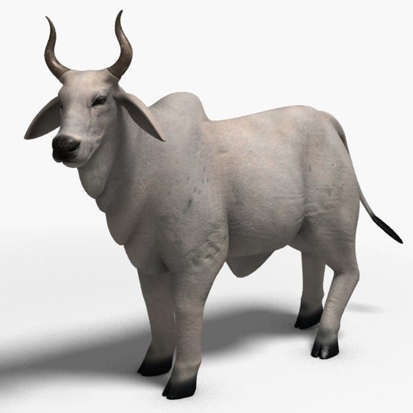 Animated Bull 3D Models for Download | TurboSquid