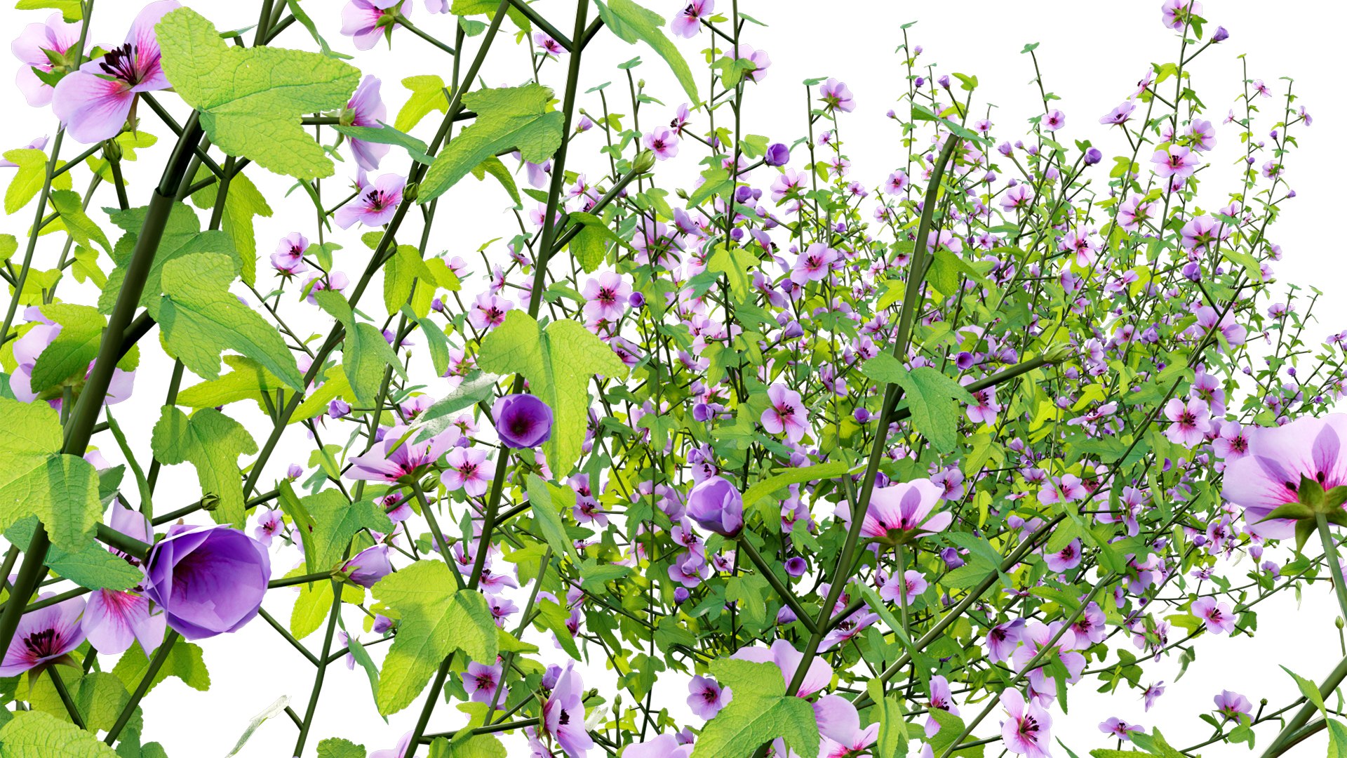 Anisodontea Capensis - African Mallow 02 Model - TurboSquid 2045201