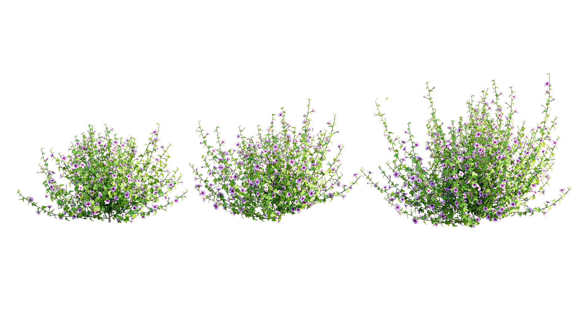 Anisodontea Capensis - African Mallow 02 Model - TurboSquid 2045201