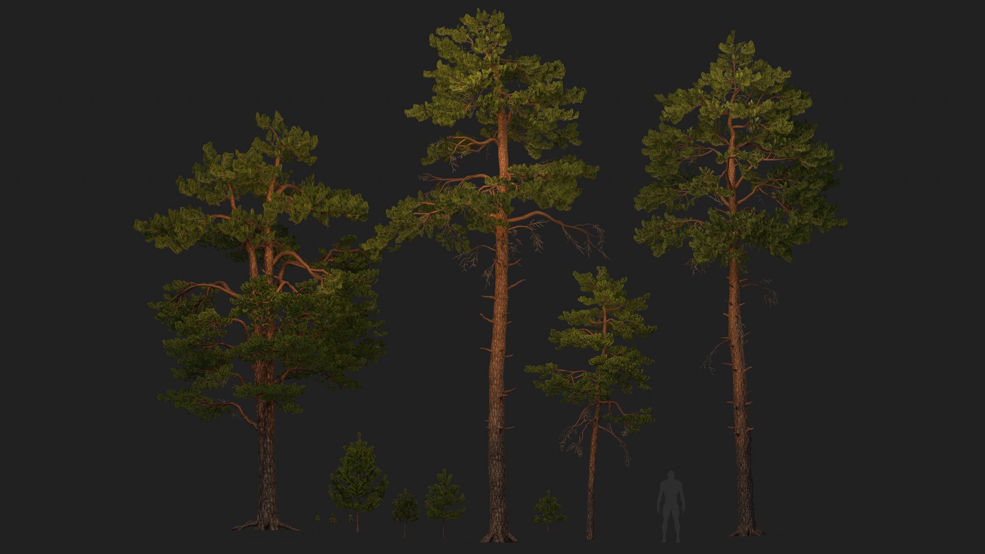 3D Pine Tree Model - TurboSquid 2352854