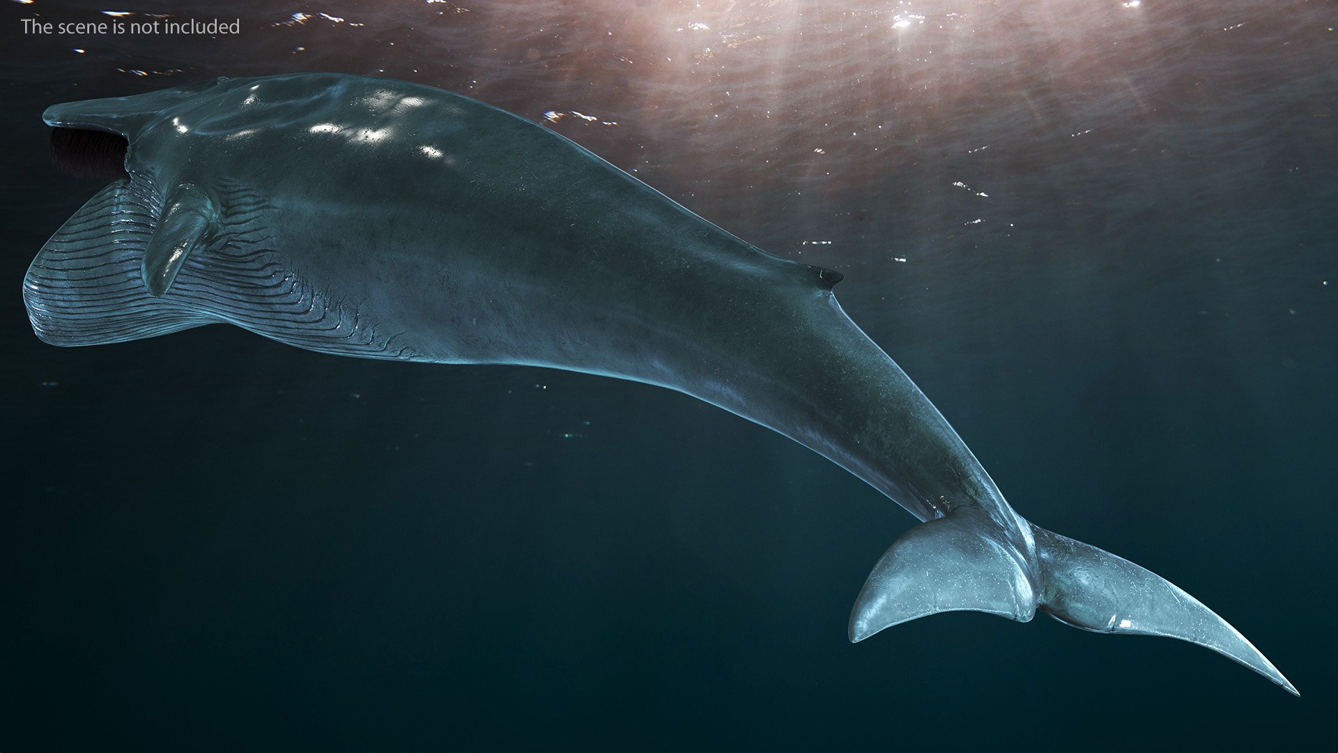 Blue Whale Fur Rigged 3D Model - TurboSquid 2062999