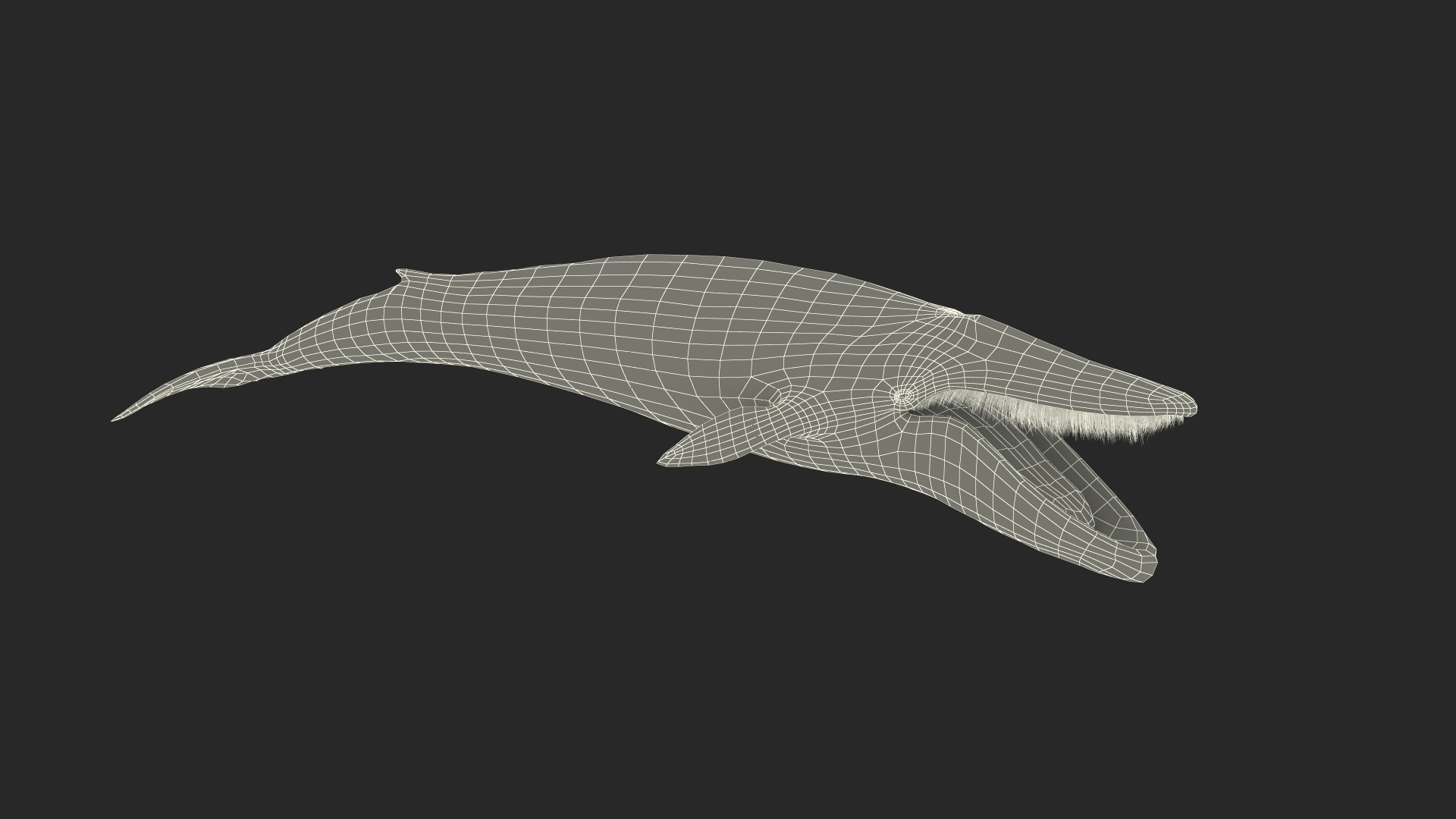Blue Whale Fur Rigged 3D Model - TurboSquid 2062999