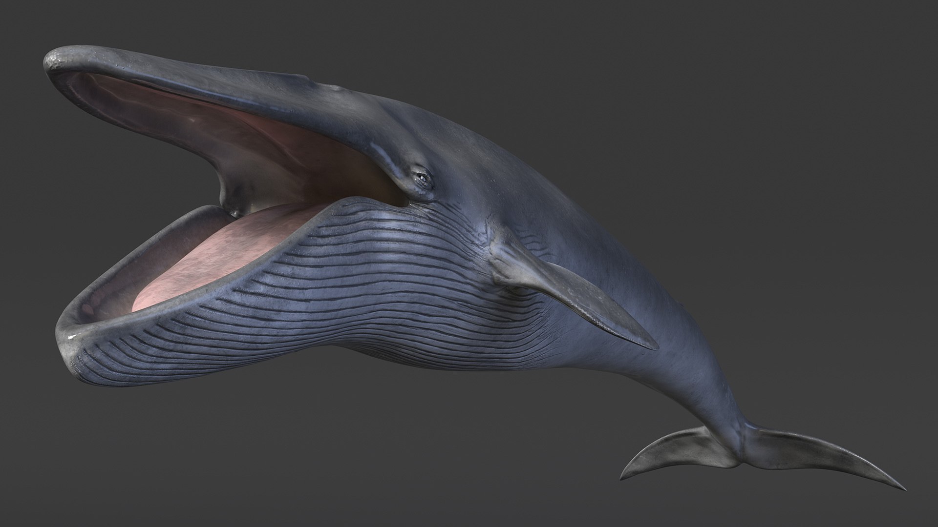 Blue Whale Fur Rigged 3D model - TurboSquid 2062999